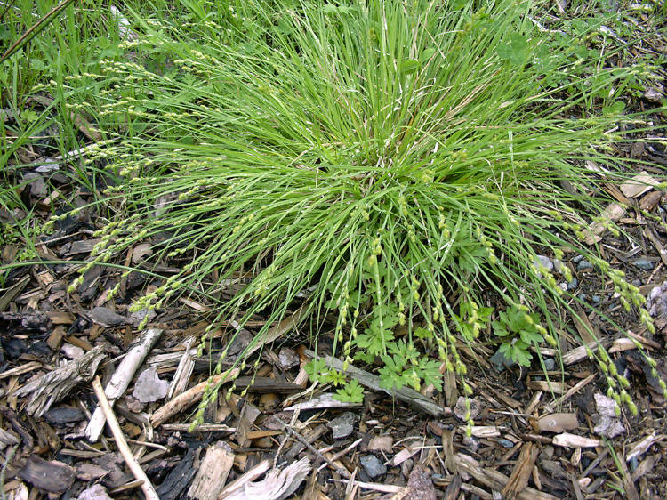 Sauergräser, Cyperaceae, Segge, Carex