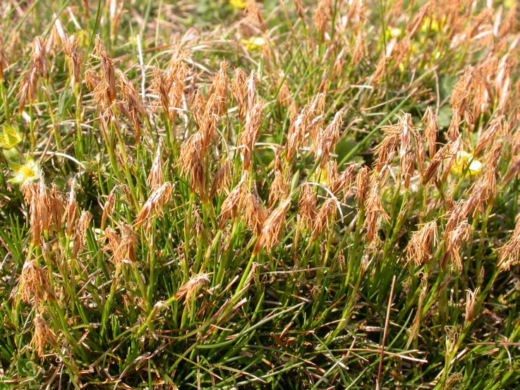 Sauergräser, Cyperaceae, Segge, Carex