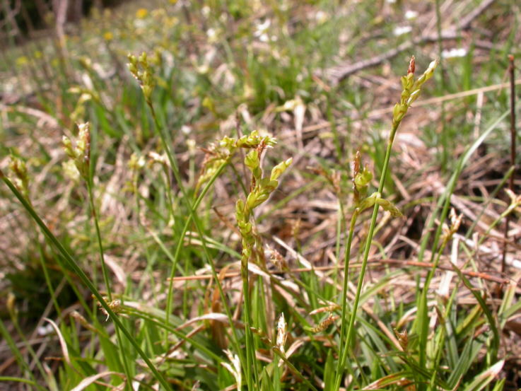 Sauergräser, Cyperaceae, Segge, Carex
