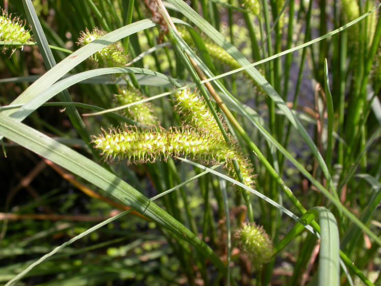 Sauergräser, Cyperaceae, Segge, Carex